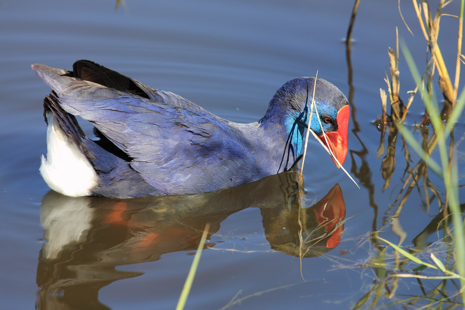 Senderísmo y Fotografía de Naturaleza: Aves de nuestras islas: El ...