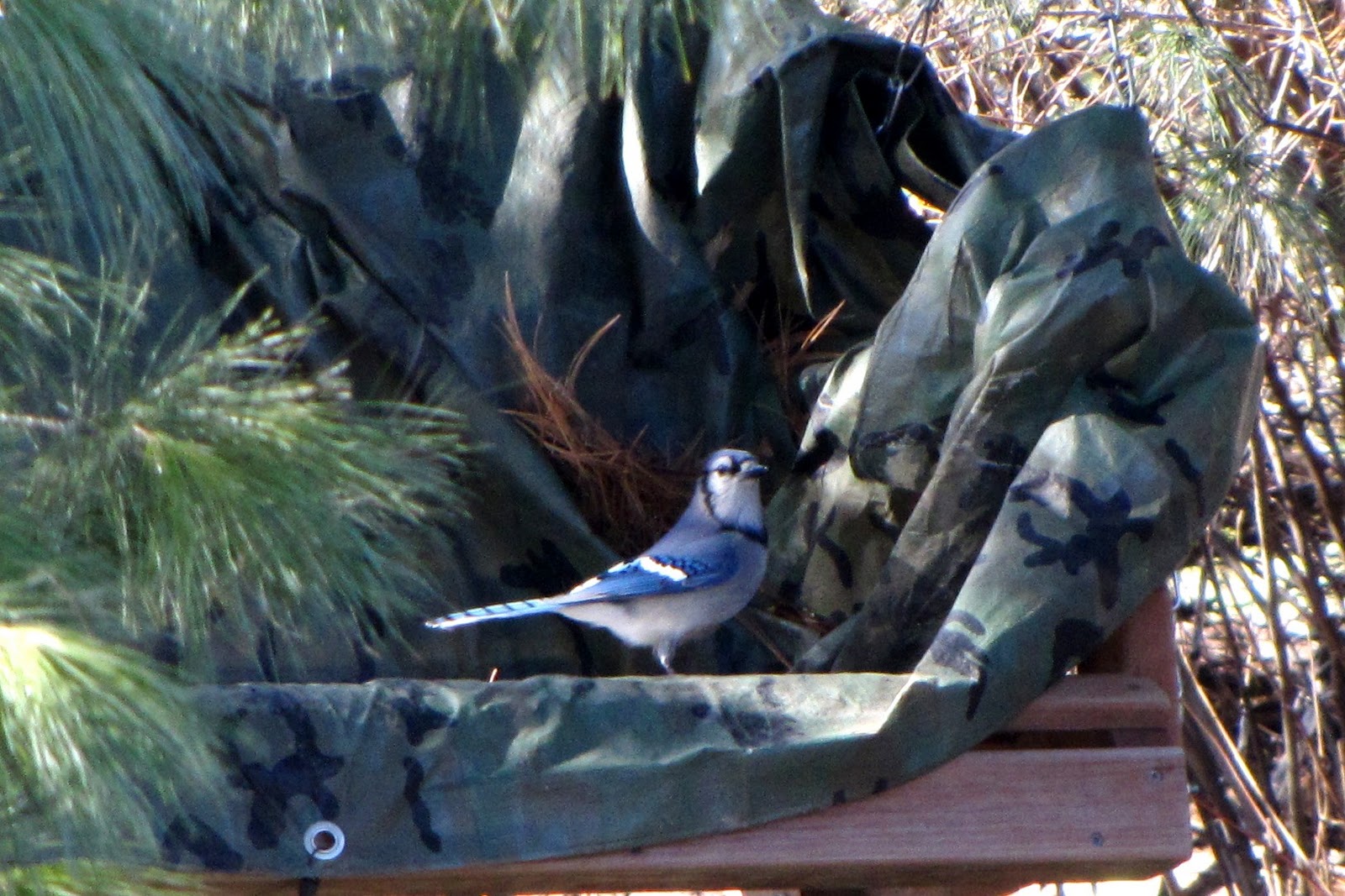 To Behold the Beauty: 2/1/11 - 3/1/11