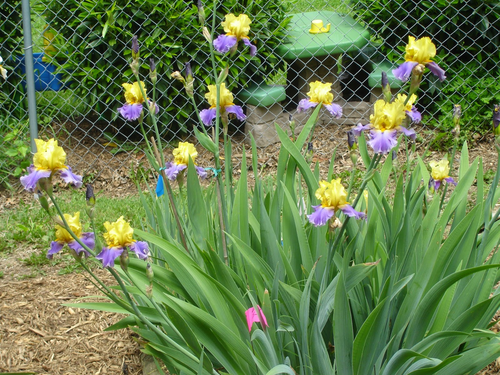 World of Irises: A Long, Long Iris Trail a-Winding