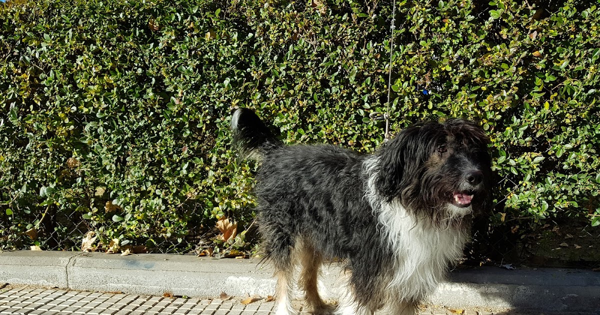 Fotografo y Videocreación Sergio Núñez: Pastor Vasco Iletsua "Euskal ...