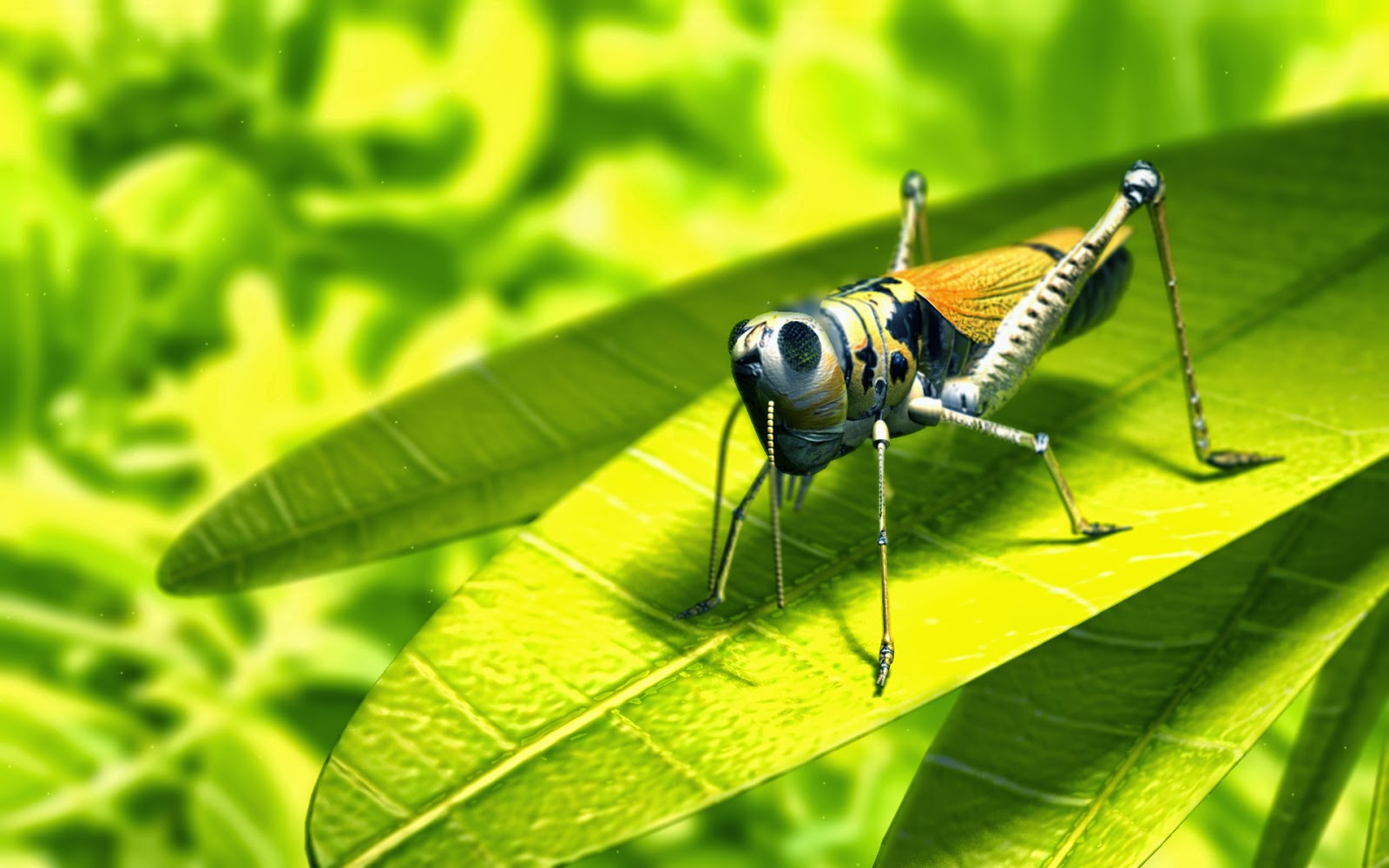 Insectos wallpapers HD