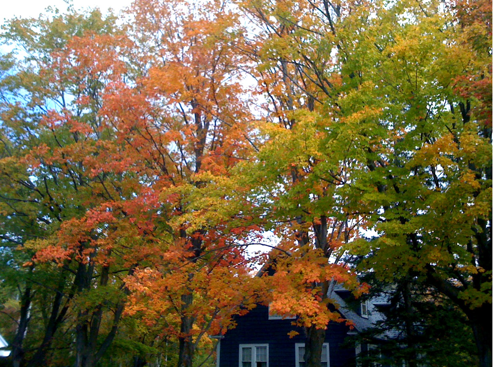 Dream, Create, Inspire: Fall Color