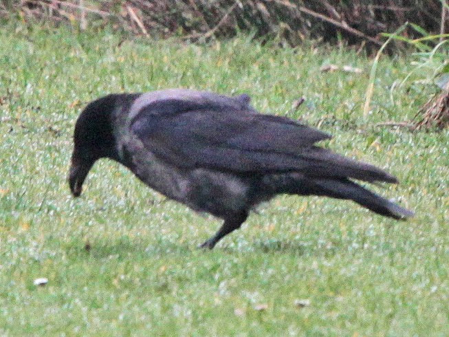 Bird Hybrids: June 2014