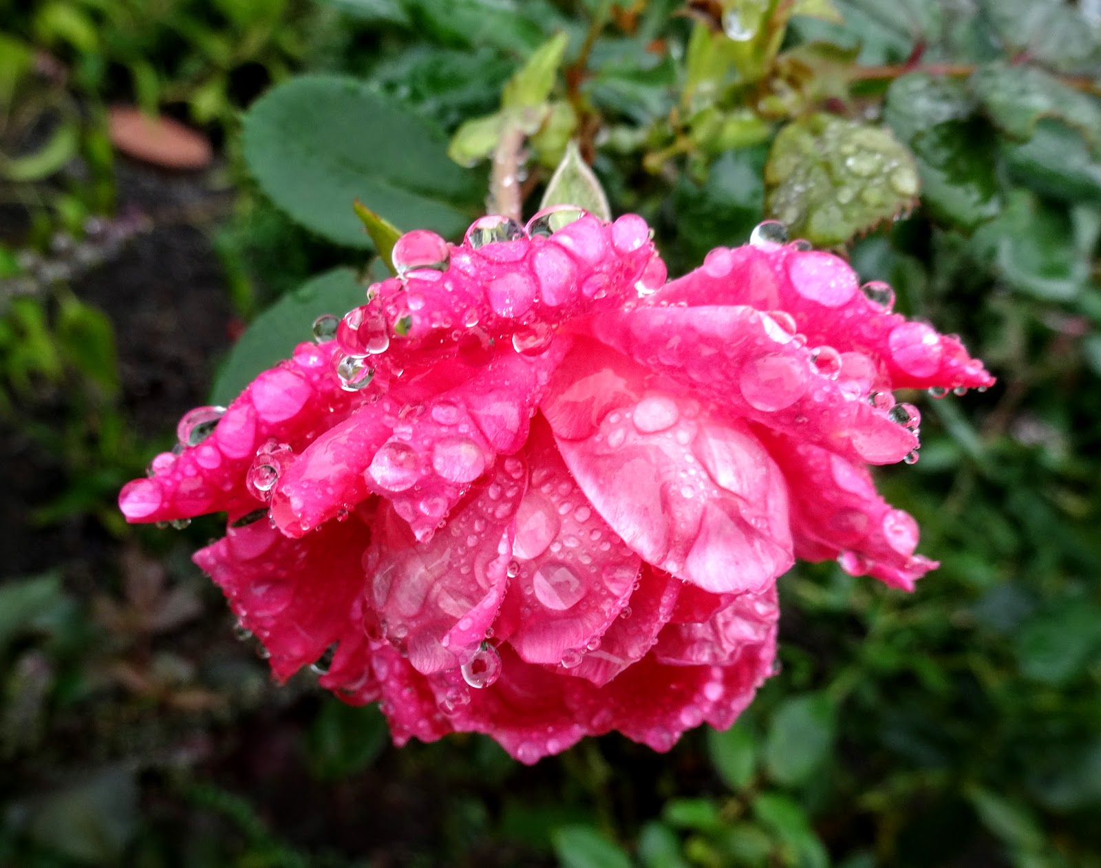 Love, Joy and Peas: Big Fat Raindrops on Beautiful Flowers and a Surprise