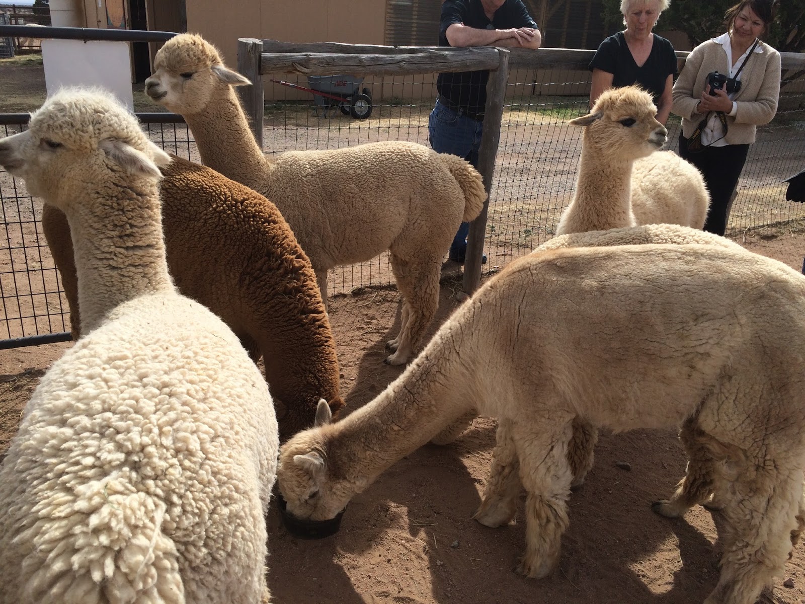 The Feisty Redhead: Lots of Cute Fuzzy Alpacas (and their Yarn!)