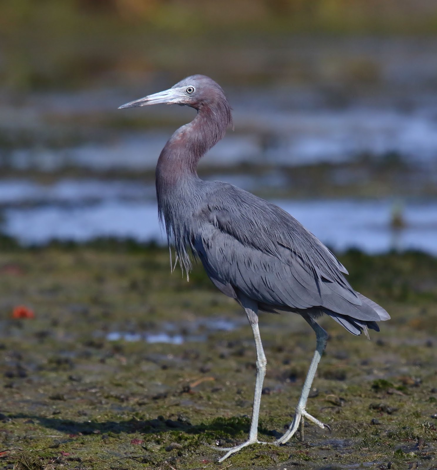 A collection of herons and egrets at the San Diego River mouth - Greg ...