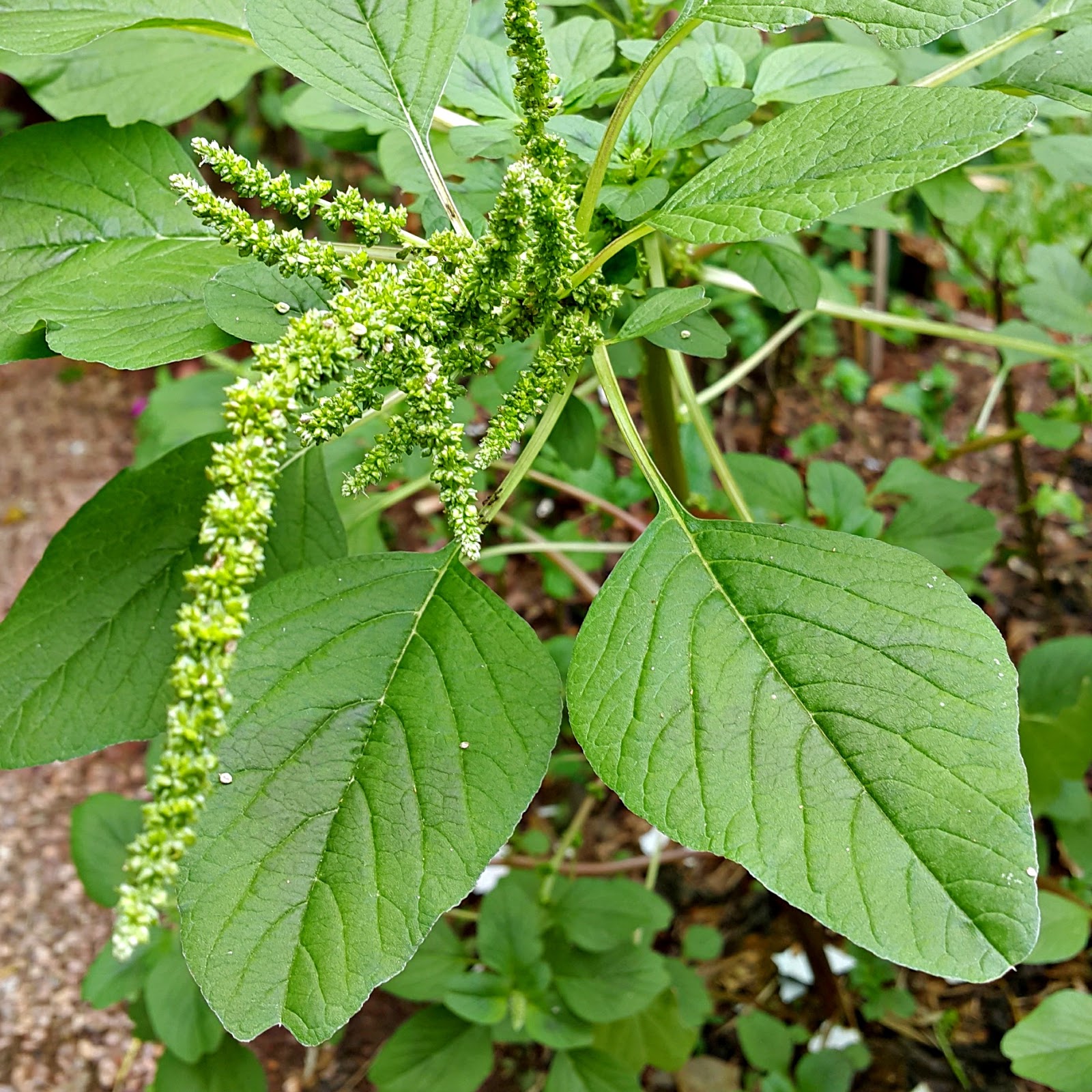 "Verdade//aspas" : 👪 Amaranthaceae (Amaranthus viridis)