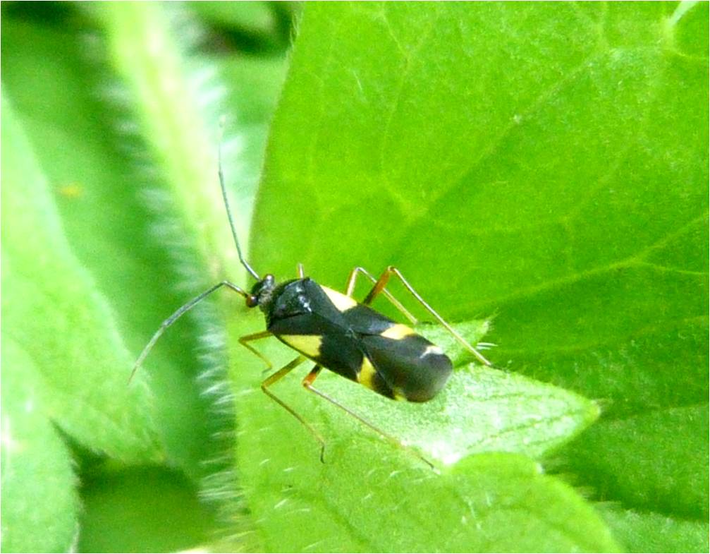 Insects of Scotland: True Bugs