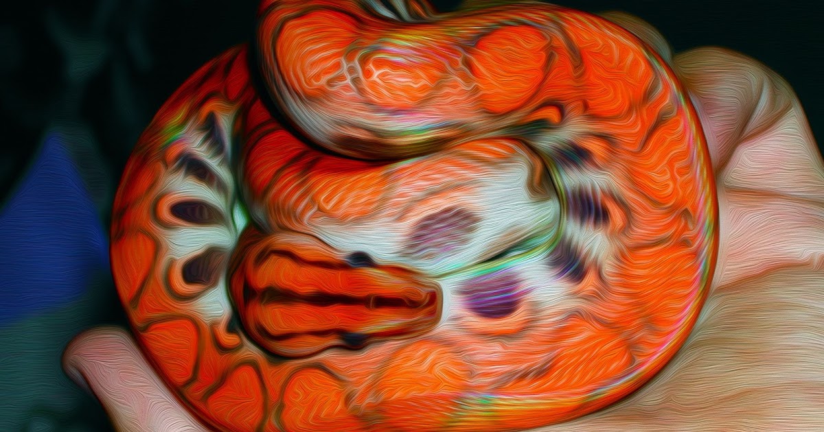 World most beautiful snake | Poisonous-Non poisonous snakes | सबसे ...