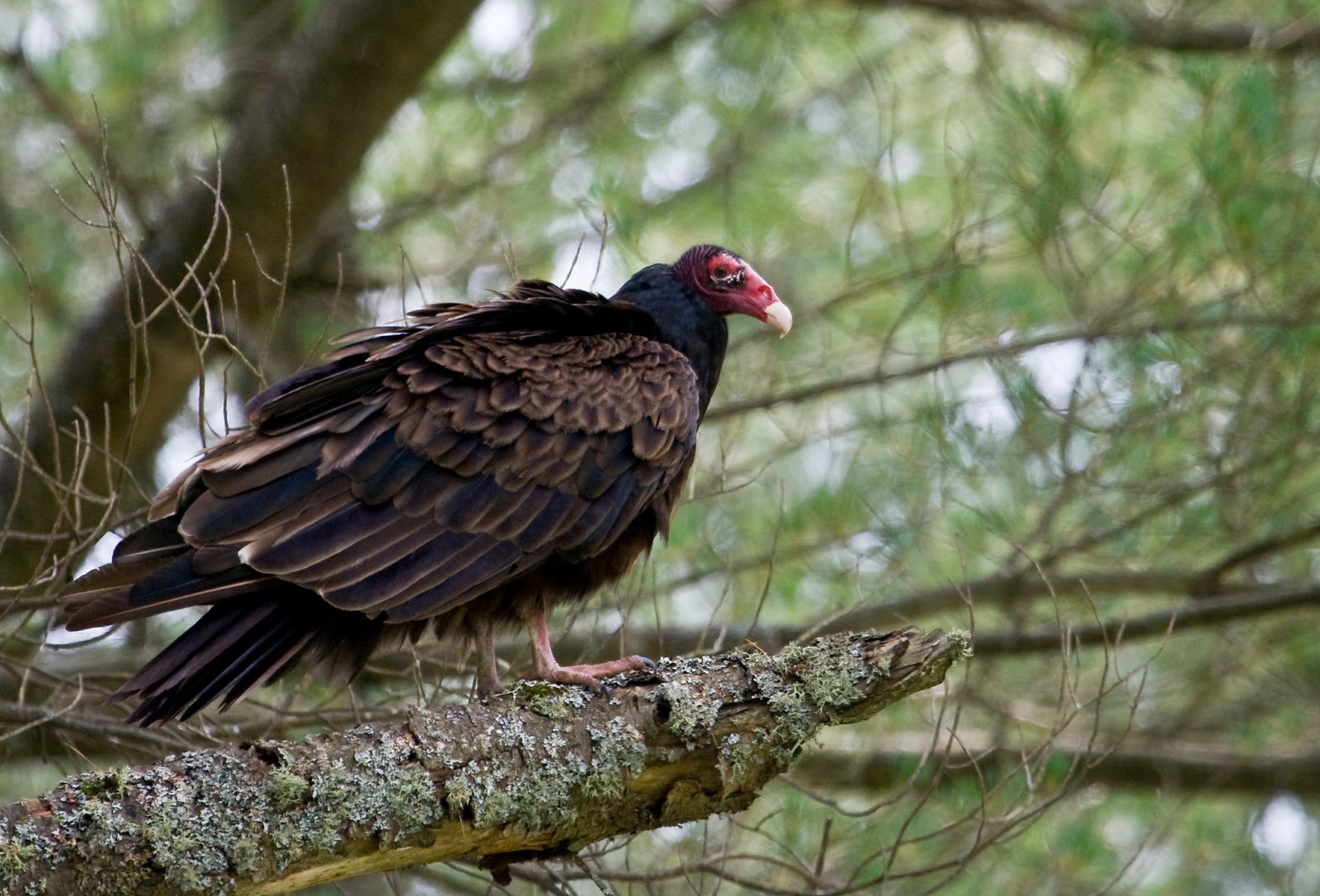 Daniel Berna Photography: Turkey Vulture