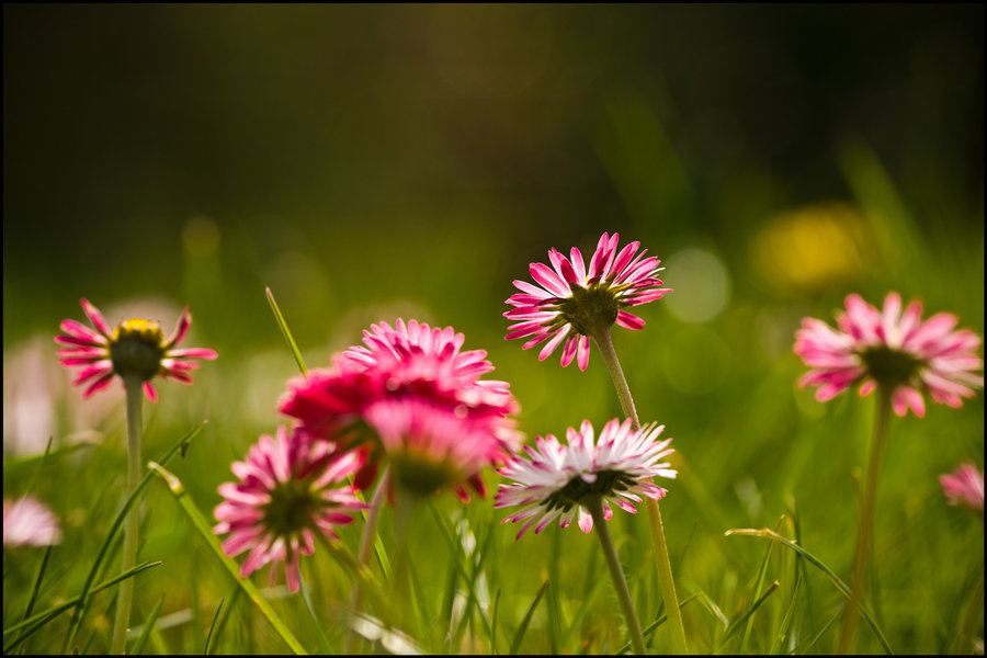 Bonina - Planta Medicinal e Muito Ornamental | CirculodoVerde