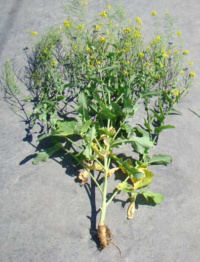 Mustards Plant | Genera Brassica Sinapis