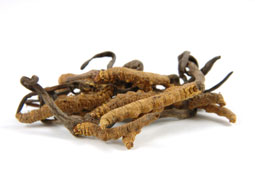 codelink: Cordyceps Sinensis-Eng