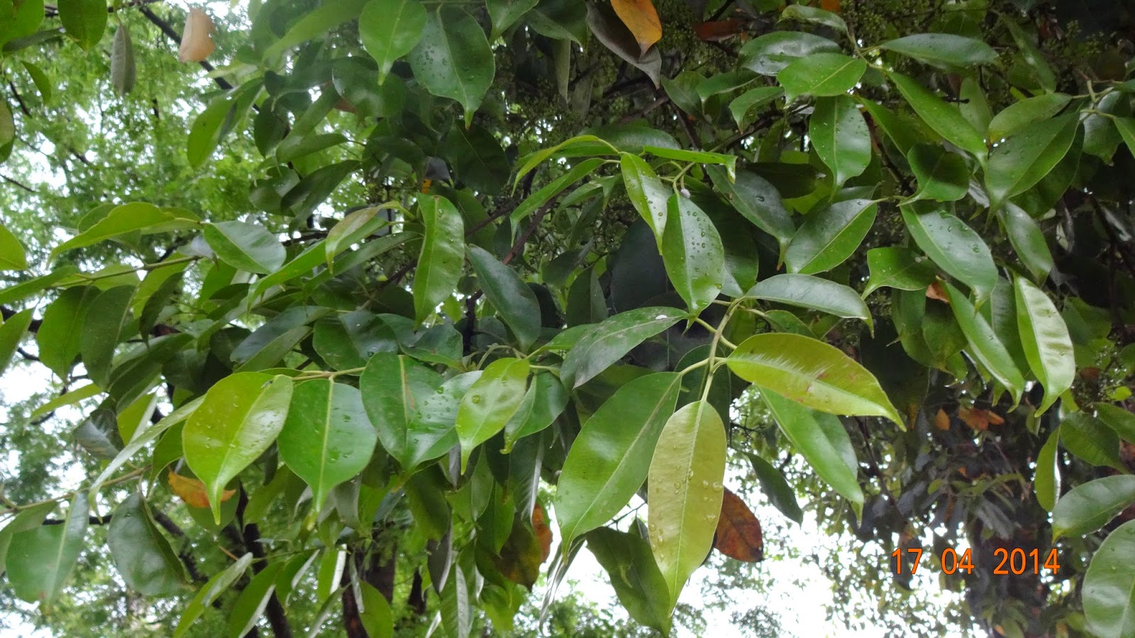 Plants of Lahore - Pakistan: Syzygium cumini- Jambolan Plum- Jaman tree