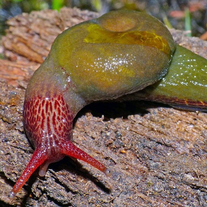 Species New to Science: [Gastropoda • 2017] Attenborougharion gen. nov ...