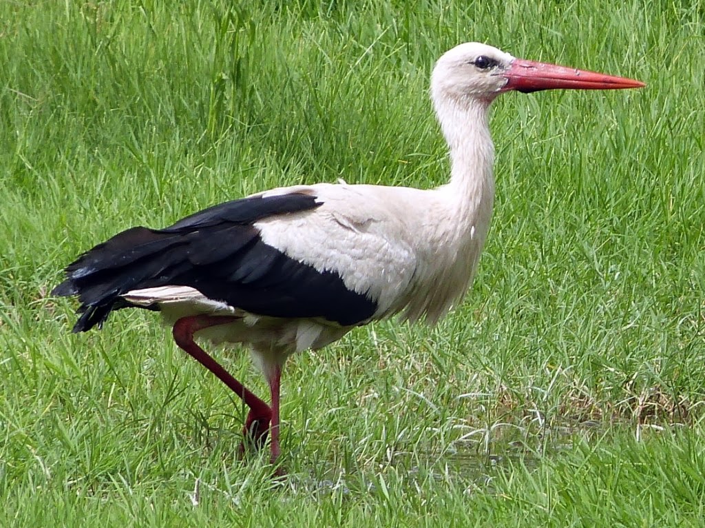 Taxonomía Chordata: Clase Aves Orden Apodiformes, Bucerotiformes ...