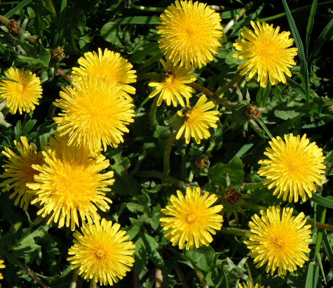 Sparo: Maskrosor är mat