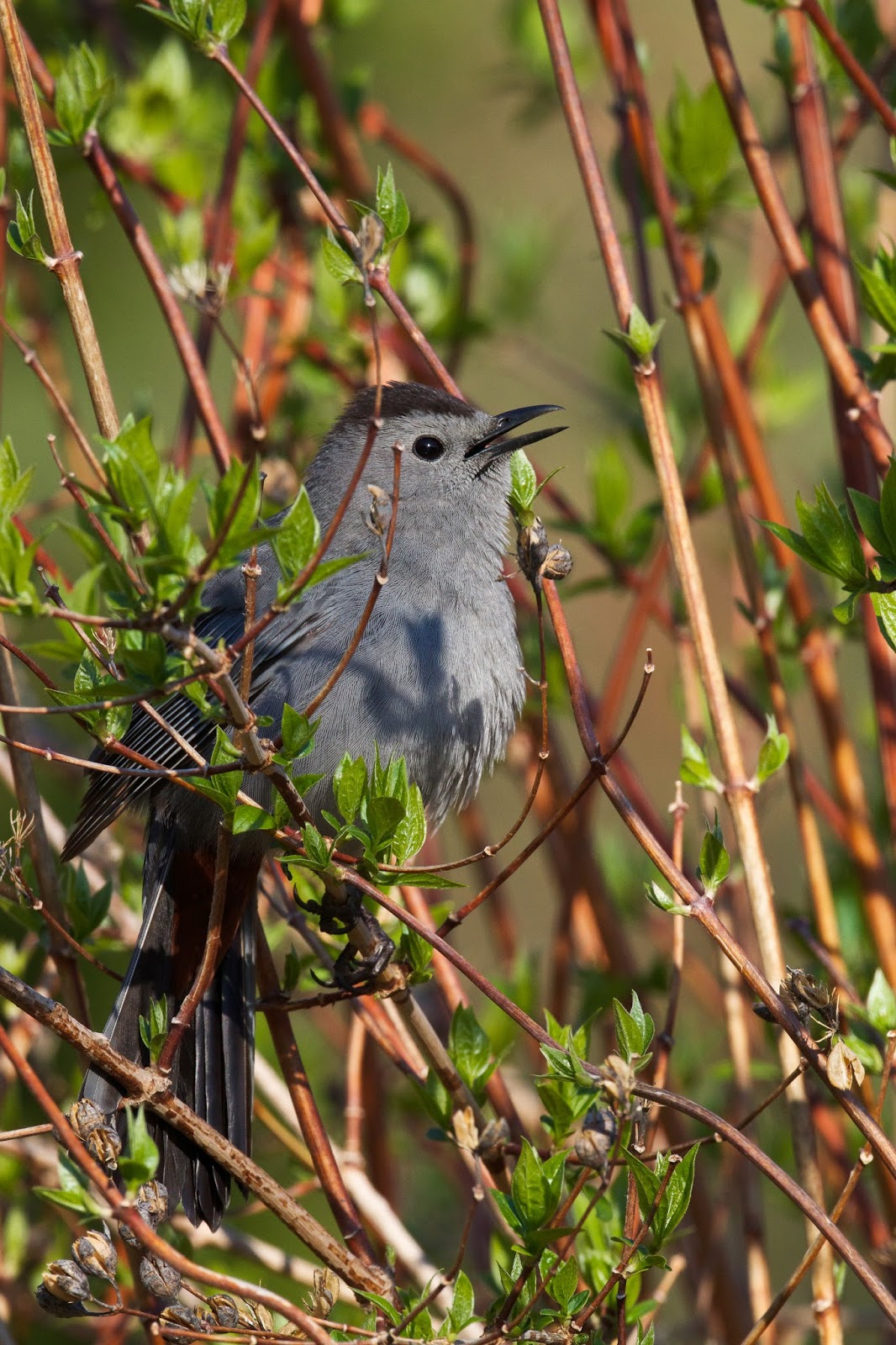 Feather Tailed Stories: Gray Catbird