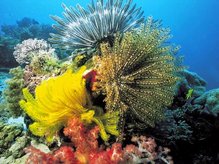 Rumbo a la profundidad: Preciosas y vitales Zooxantelas