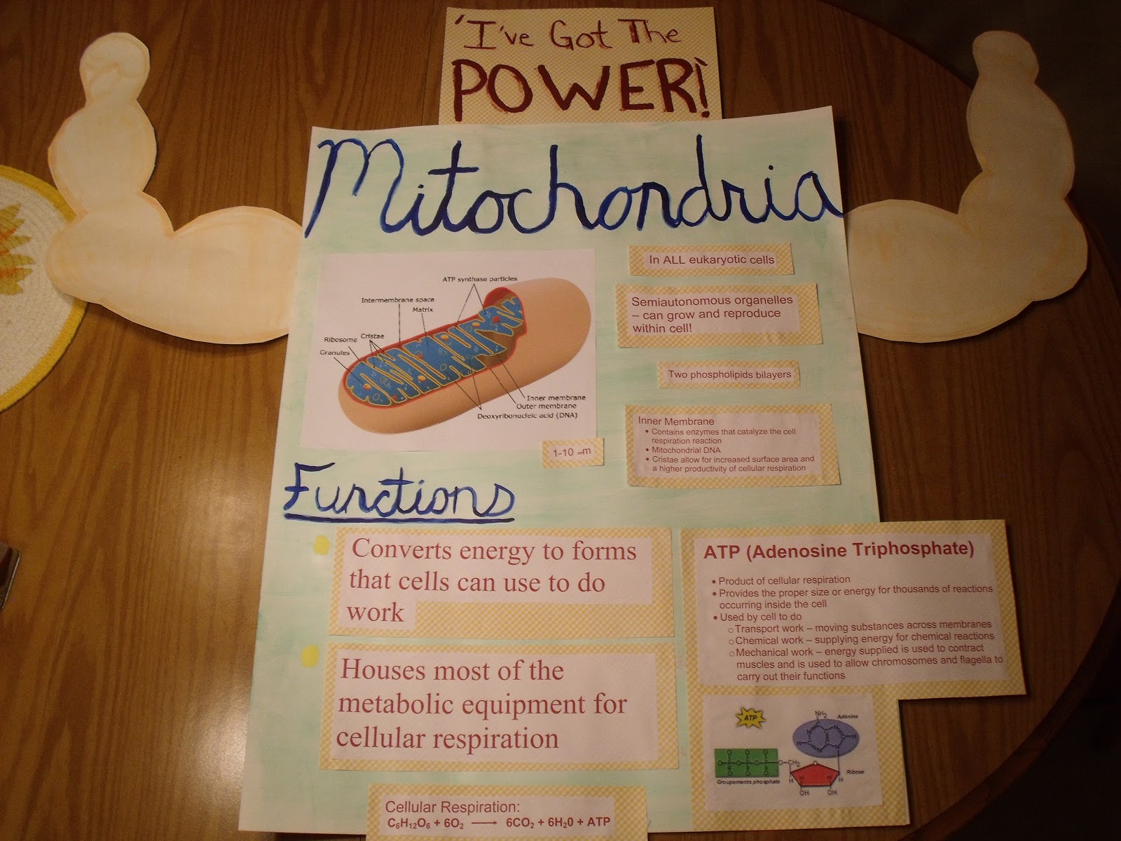 Lexy Jacobson's AP Biology Blog: Vote for Mitochondria for cell ...