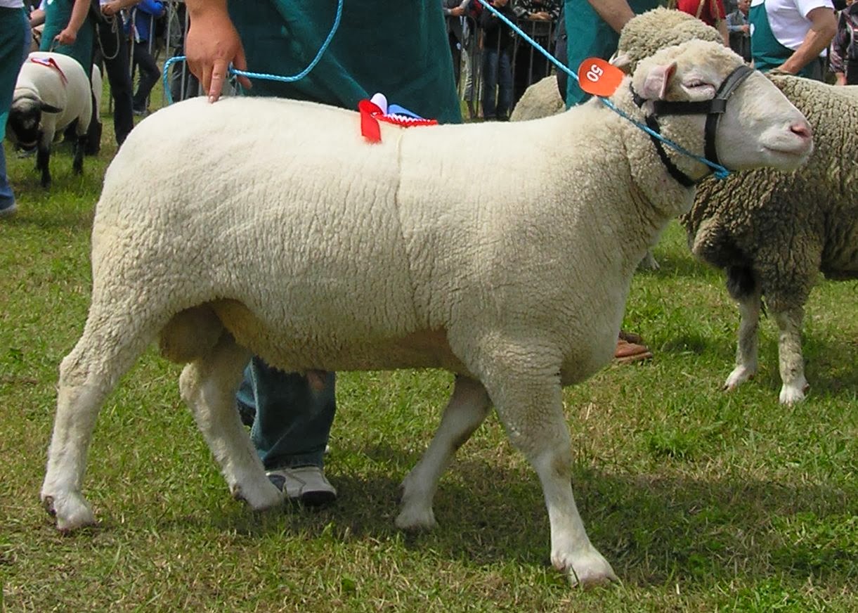 Owce są bee | Rokiowca