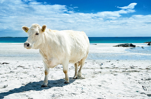 IN THE ARENA WITH CAITLIN: Last Day out West - Cow Beach