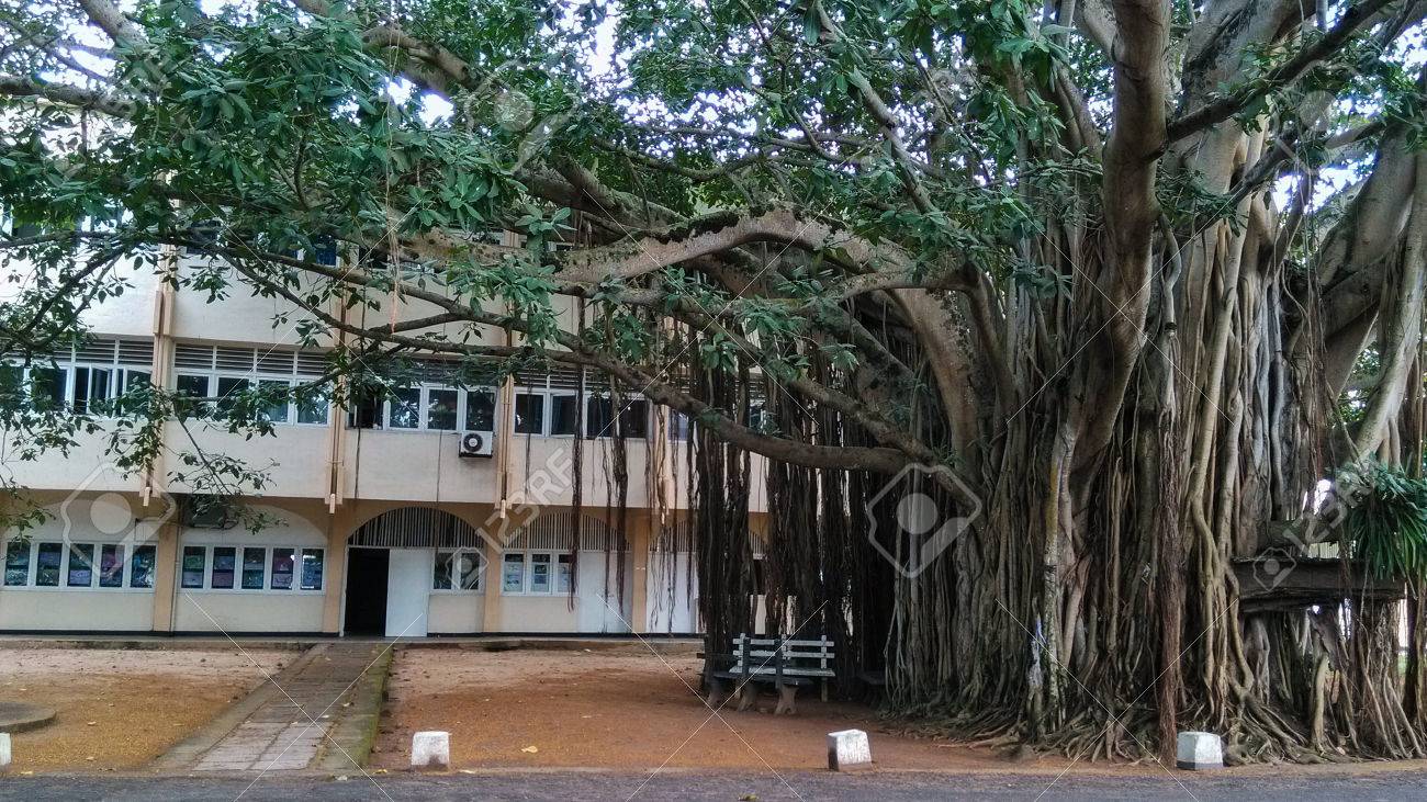 Chandima Gomes: නලීන් ද සිල්වා අපේ ඇසින්...