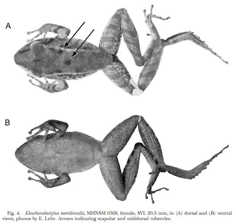 Species New to Science: [Herpetology • 2007] 2 new Eleutherodactylus; E ...