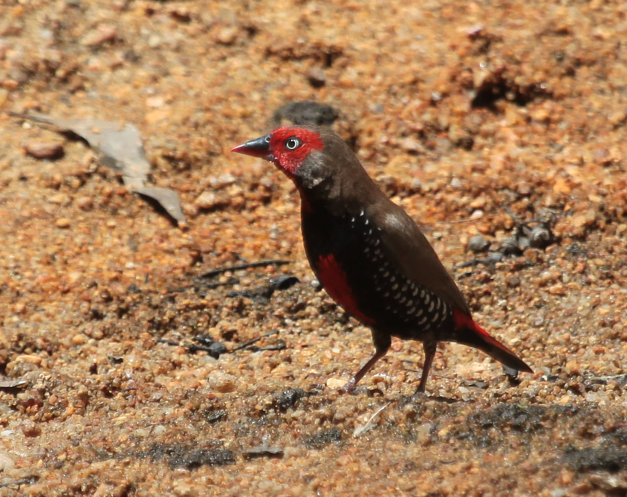 Richard Waring's Birds of Australia: Painted Finches and Black ...