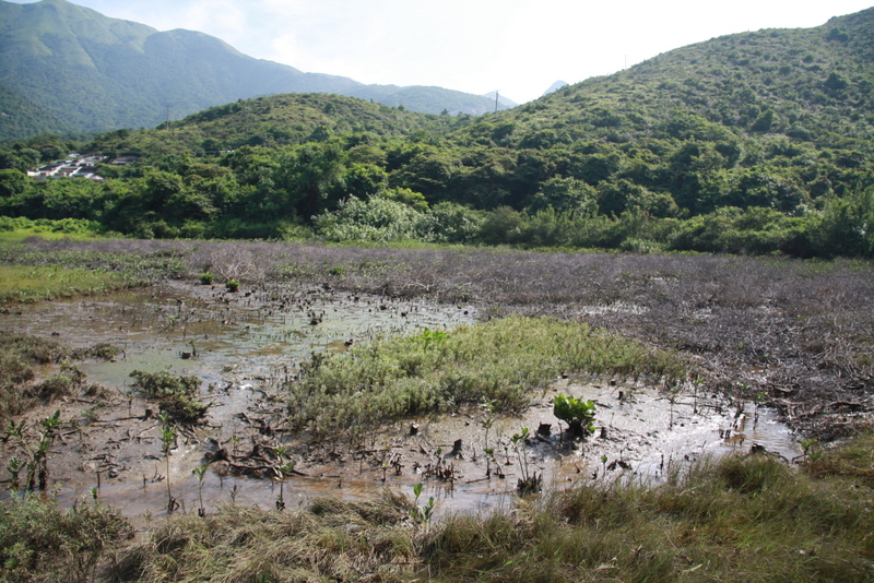 Hong Kong Coast Watch: Mangrove stand at Tai Ho Wan SSSI cut down.