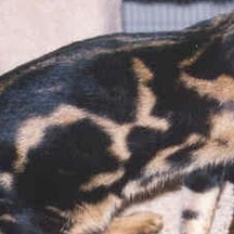 KUCING BENGAL INDONESIA: POLA MARBLE KUCING BENGAL