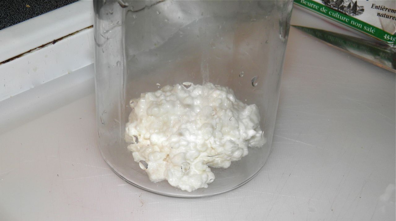 Docaitta Lifestyle: Recipe: Culturing kéfir from kéfir grains!