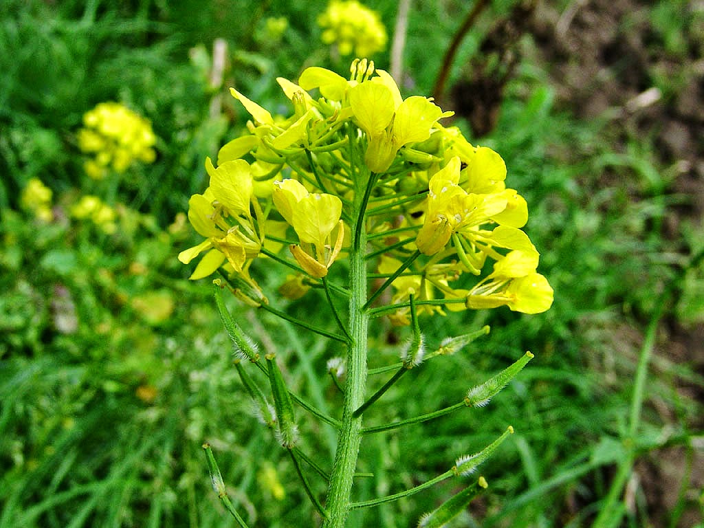 Sinapis Arvensis o Mustard, il fiore di Bach per chi è corredato della ...