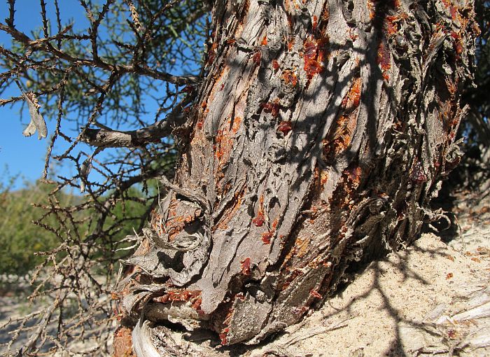 Esperance Wildflowers: Callitris pyramidalis - Swamp Cypress