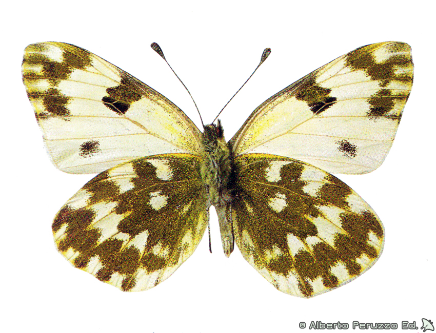 Universo dei Lepidotteri - Le specie: Hebomoia leucippe