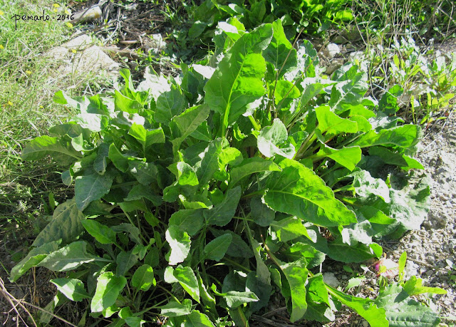 PLANTAS DE MOLINA DE SEGURA: BETA MARITIMA (Acelga del campo), EN EL ...
