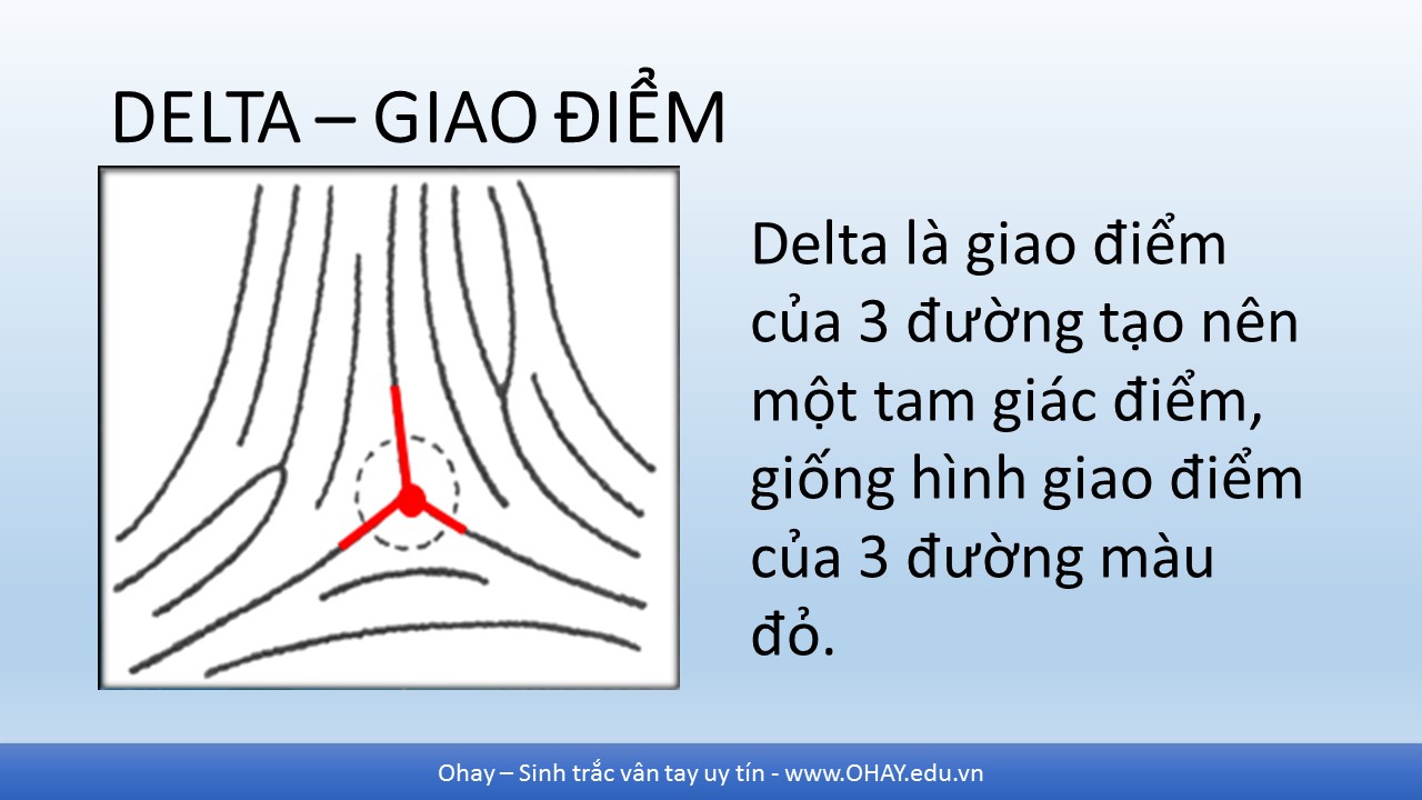 11 CHỦNG VÂN TAY CHÍNH MÀ AI CŨNG NÊN BIẾT