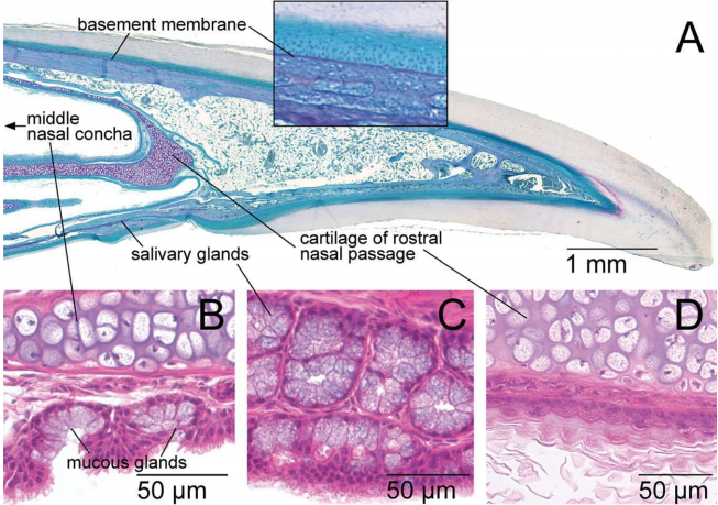 MY FAVORITE TISSUE - THE AVIAN BEAK