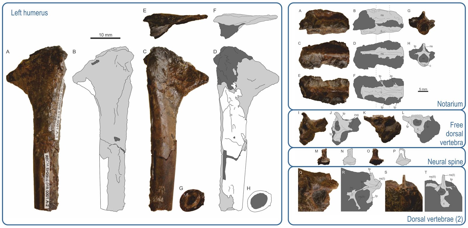 Species New to Science: [Paleontology • 2016] A Small Azhdarchoid ...