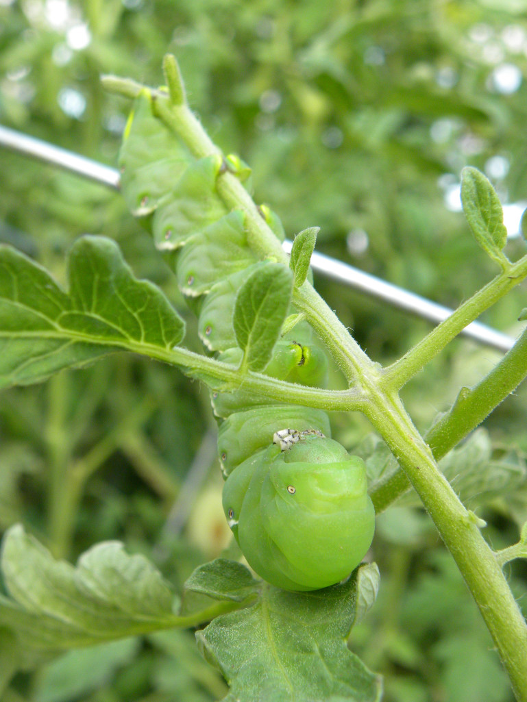 Diane's Texas Garden: Tomato Worms