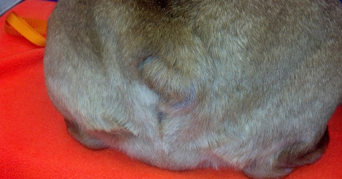 A Vet's Guide To Life: Fixing A Bulldog's Butt