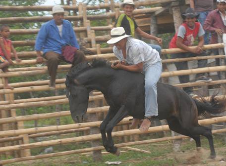 Regiones, Costumbres y Fiestas Tradicionales del Ecuador: La doma del ...