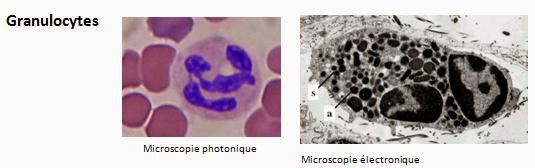 Mon cours d'immuno: A2. les cellules de l'immunité innée