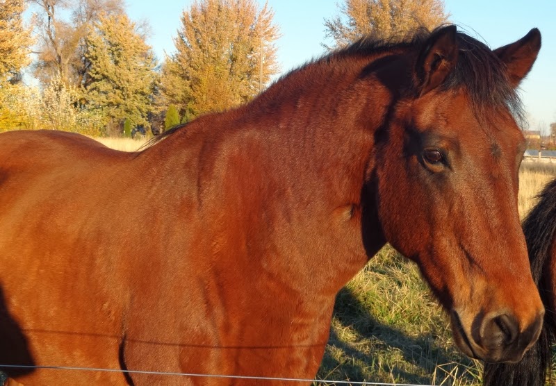 Everstuff Ranch: Chickens, Fencing, Steers and Horses