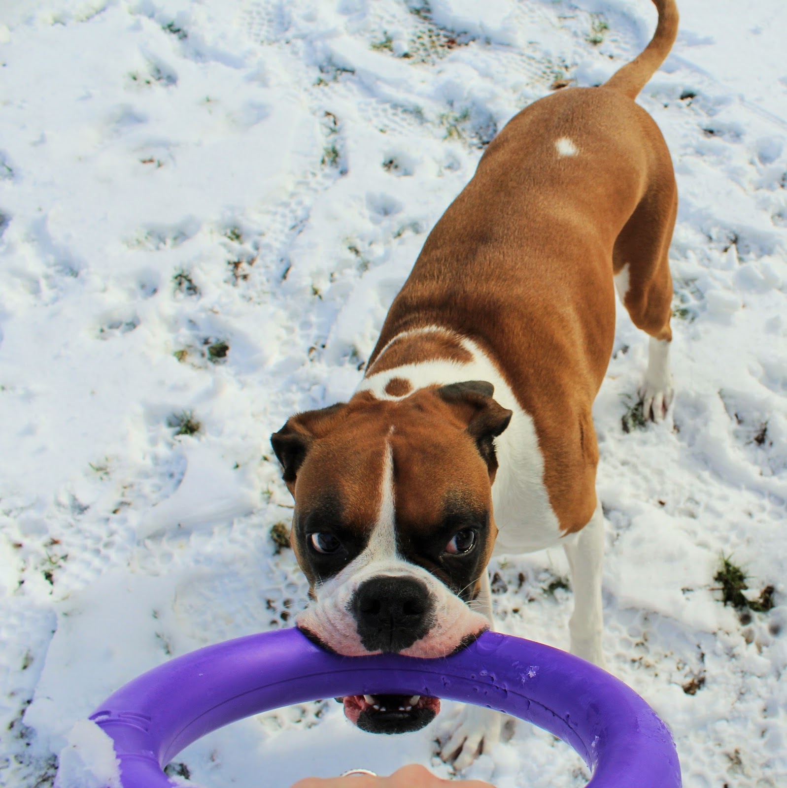Dog Madness: Puller An Unique Interactive Training Device For A Healthy ...