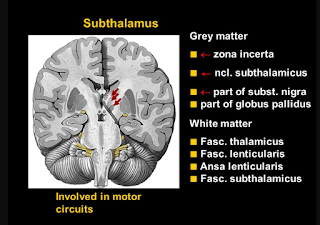 Views by the Bay: The Zona Incerta Made Me Eat It