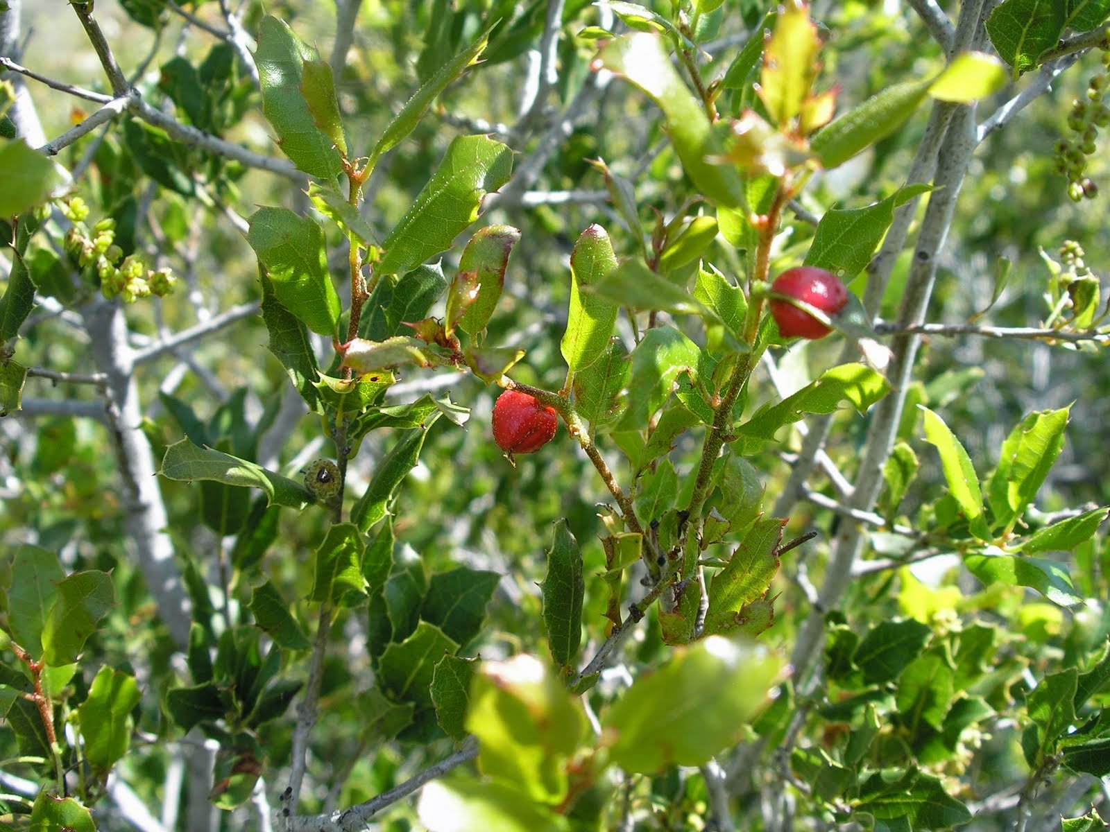 Ensalada de palabras: QUERMES / QUERMÉS / KERMÉS