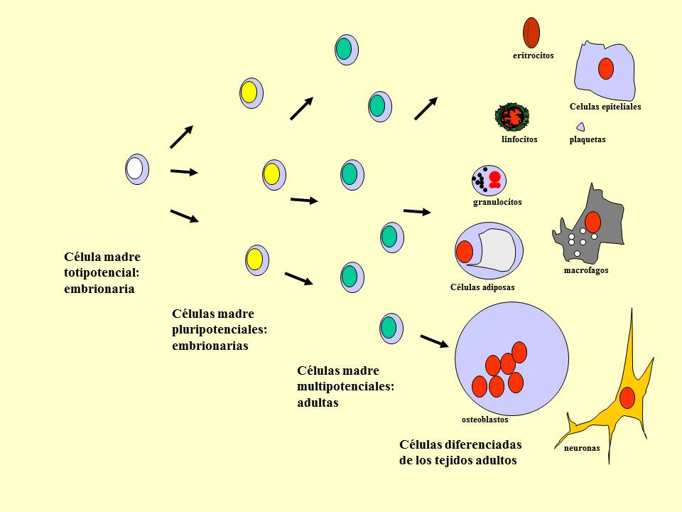 biología, genética y sociedad C.A: CÉLULAS MADRES