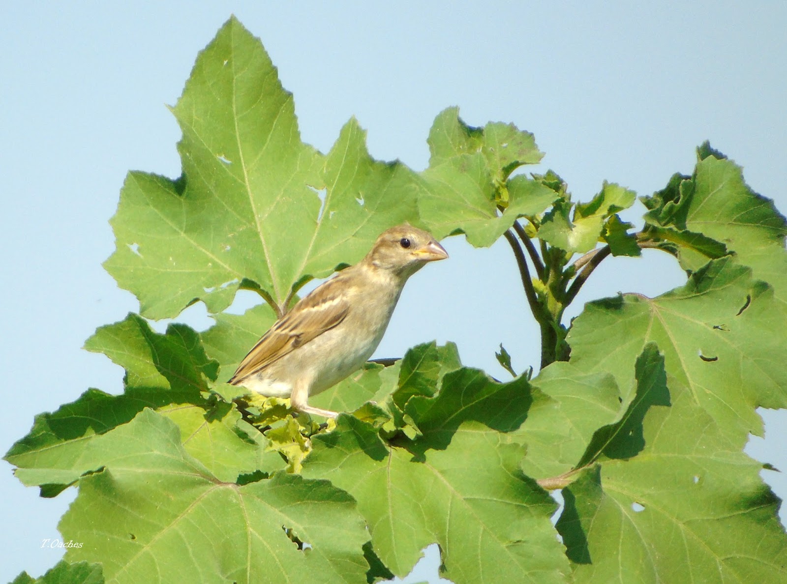 PASARI DIN ROMANIA: VRABIE NEGRICIOASA, Passer hispaniolensis