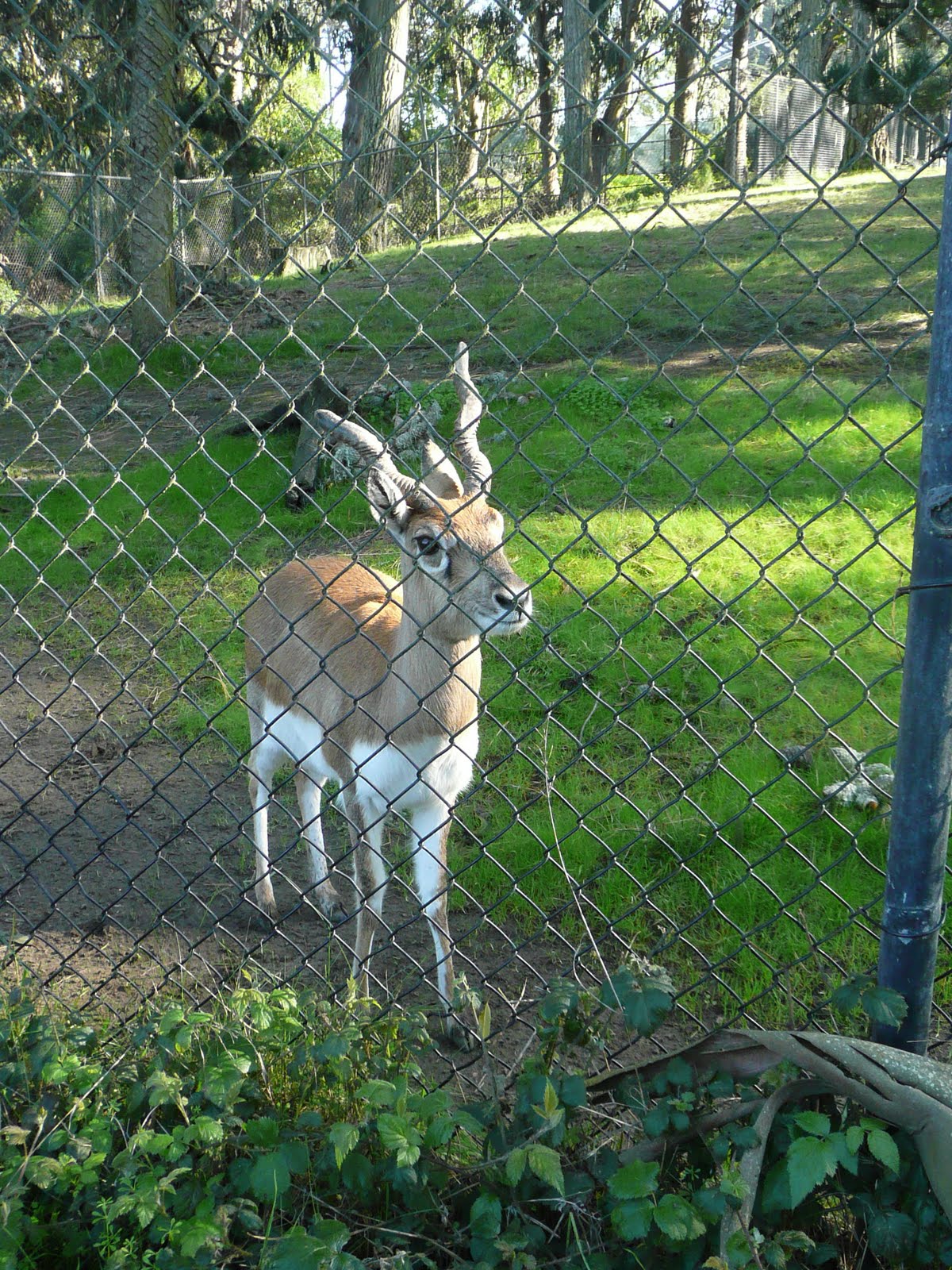 San Francisco Zoo FAILS: The Hoofstock Shuffle